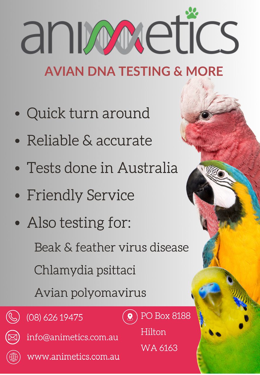 Animetics, Avian DNA sexing/testing, www.animetics.com.au - Macawsome ...