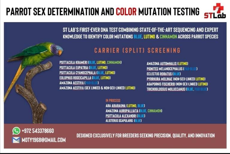 DNA Profiling , colour testing for possible split mutation birds ...